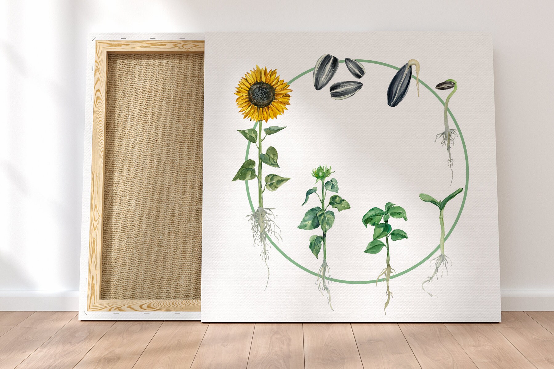Sunflower Life Cycle Clip Arts and Print - Etsy