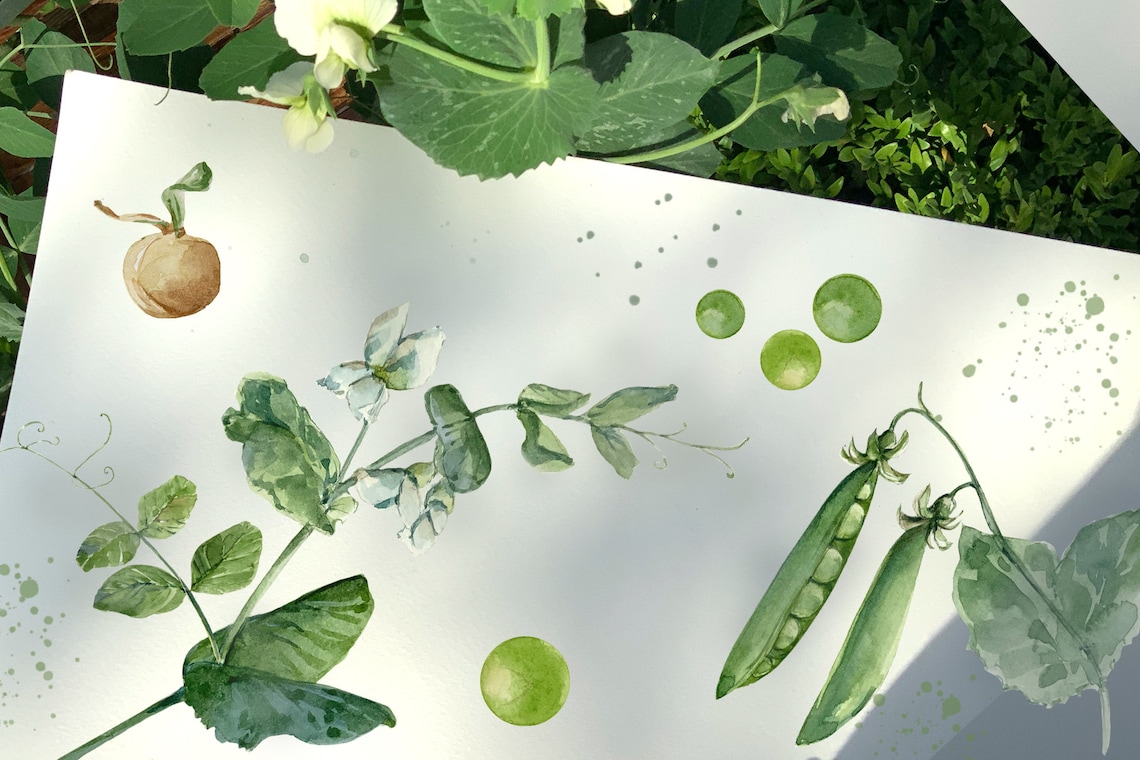 Plant Life Cycle Clip Art and Print - Etsy