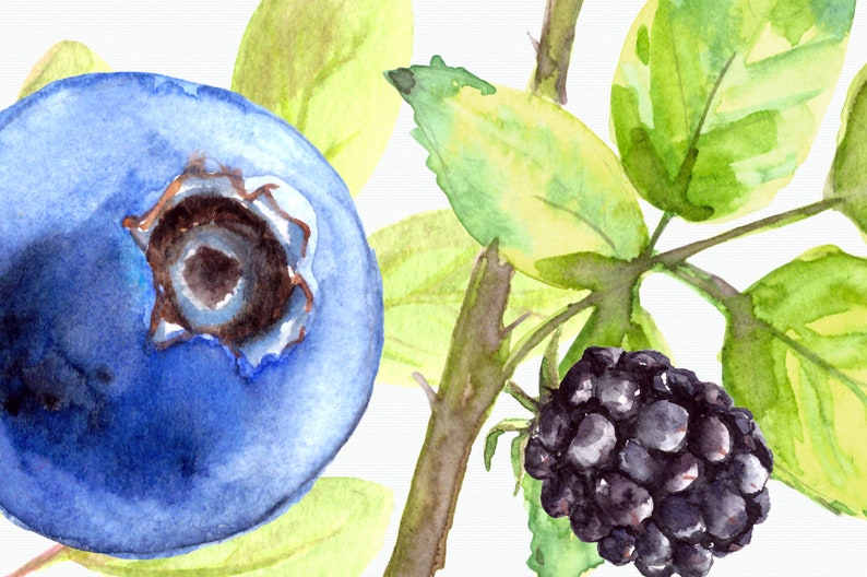 Watercolor Berries Clip Art Set | Etsy