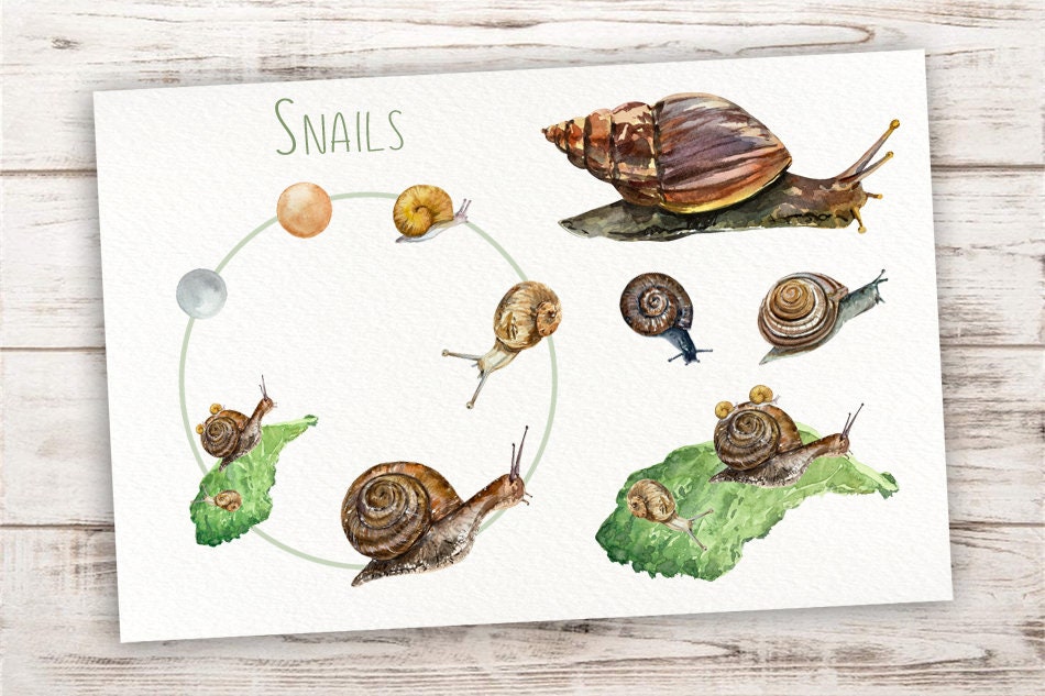 Snail Clock To Metamorphosis Drawing
