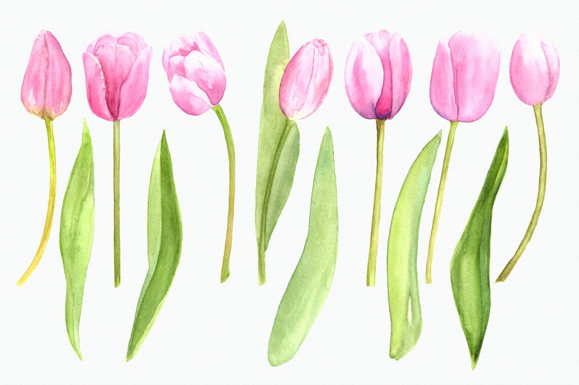Watercolor Pink Tulips Clip Art Set | Etsy