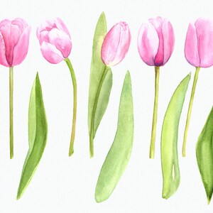 Watercolor Pink Tulips Clip Art Set - Etsy