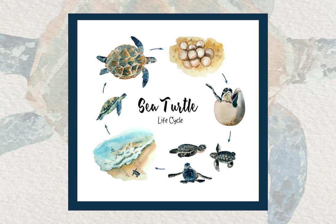 Watercolor Sea Turtle Life Cycle Clip Art and Print - Etsy