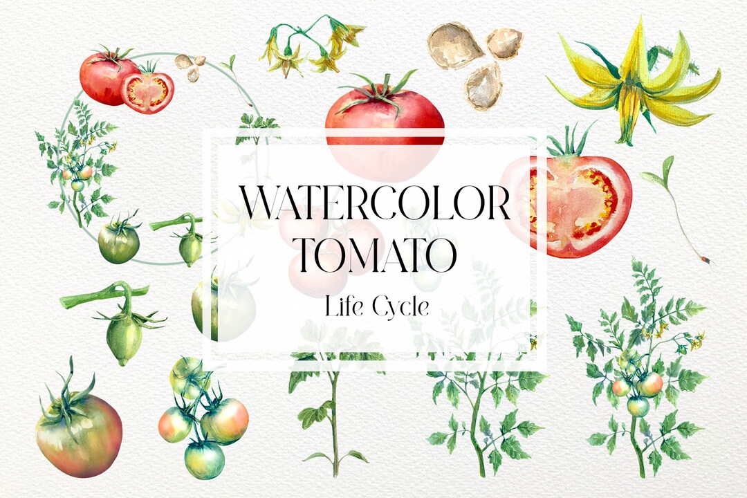 Watercolor Tomato Life Cycle Set - Etsy