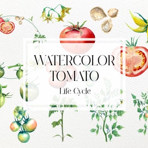Watercolor Tomato Life Cycle Set - Etsy