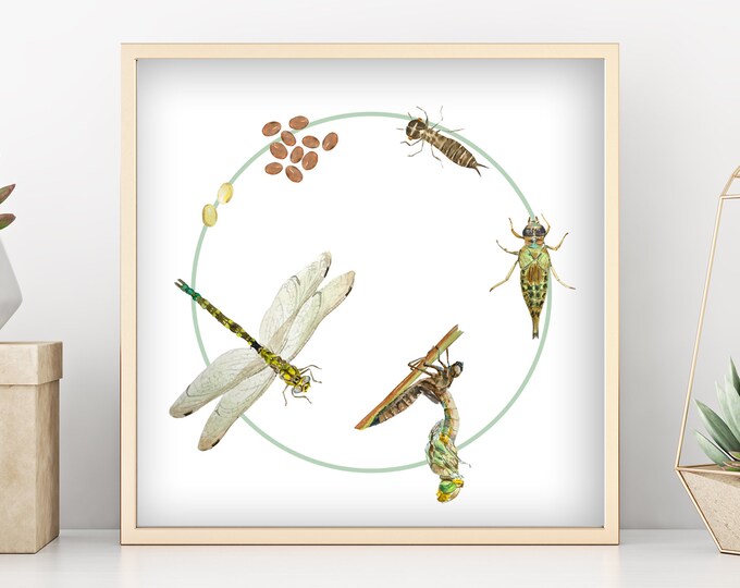 Watercolor Dragonfly Life Cycle Poster and Clip Art - Etsy