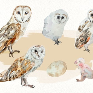 Owl Life Cycle Clip Arts and Print - Etsy