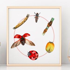Ladybug Life Cycle Clip Art and Print - Etsy