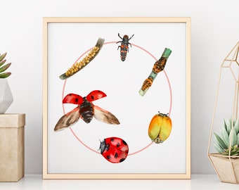 Bee Life Cycle Clip Art and Print | Etsy