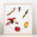 Ladybug Life Cycle Clip Art and Print - Etsy