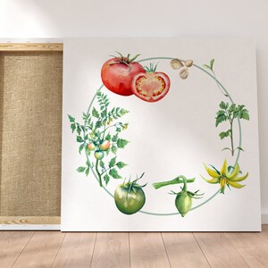 Watercolor Tomato Life Cycle Set - Etsy