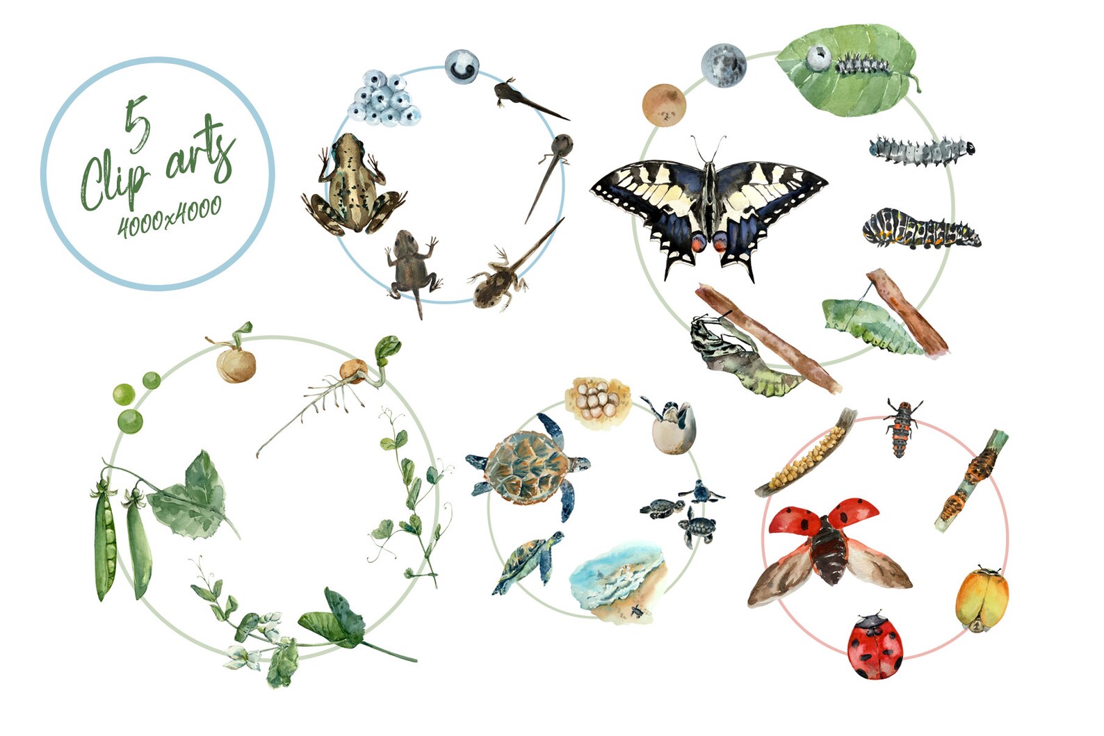 Watercolour Life Cycles Poster Bundle - Etsy