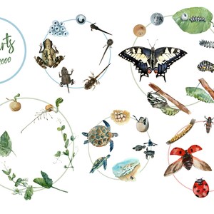 Watercolour Life Cycles Poster Bundle - Etsy