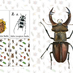 Beetles ABC Flashcards - Etsy
