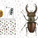 Beetles ABC Flashcards - Etsy