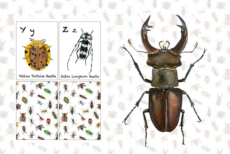 Beetles ABC Flashcards - Etsy