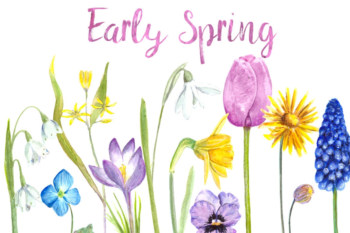 Watercolor Early Spring Flowers Clip Art Set - Etsy