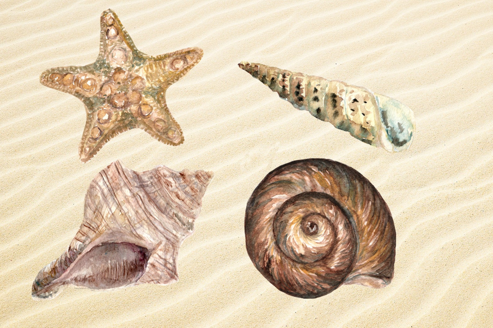 Watercolor Seashell Collection 8 Png | Etsy