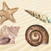 Watercolor Seashell Collection 8 Png - Etsy