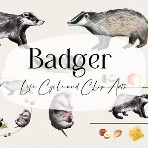 Watercolor Badger Life Cycle and Clip Arts - Etsy
