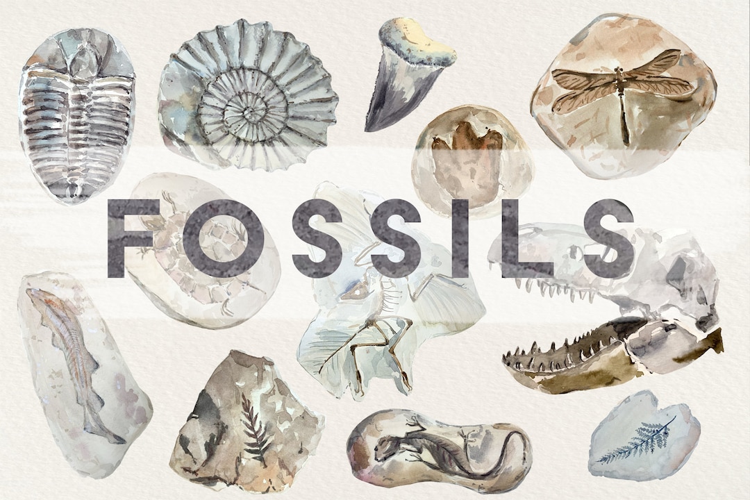 Fossils Watercolor Clip Art Set - Etsy