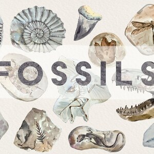 Fossils Watercolor Clip Art Set - Etsy