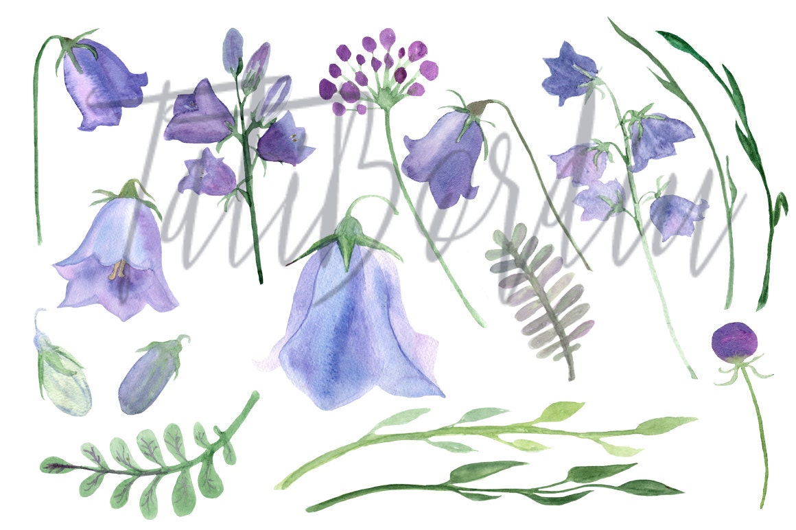 17 Watercolor Campanula Clip Art - Etsy