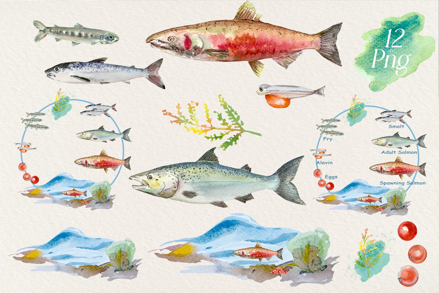 Watercolor Salmon Life Cycle and Clip Arts - Etsy