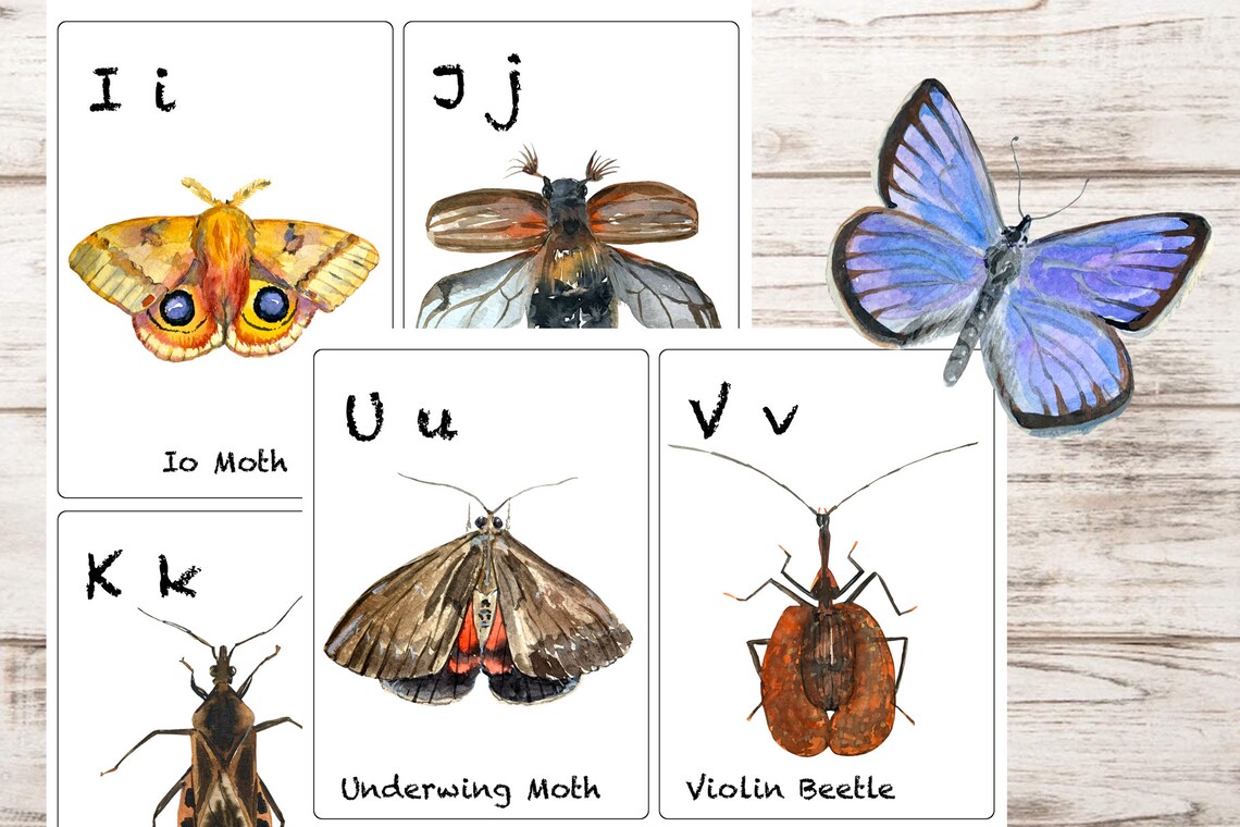 Watercolor ABC Insects Flashcards | Etsy