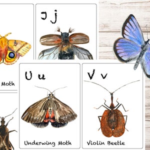 Watercolor ABC Insects Flashcards - Etsy