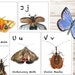 Watercolor ABC Insects Flashcards - Etsy