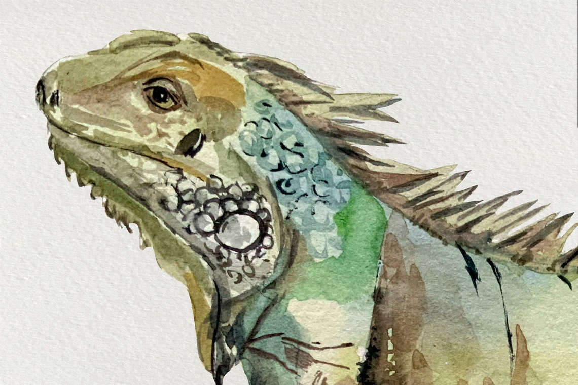 Watercolor Iguanas Clip Art - Etsy
