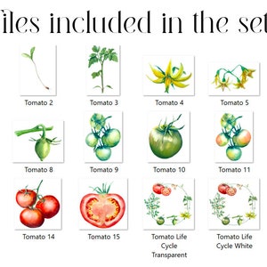 Watercolor Tomato Life Cycle Set - Etsy