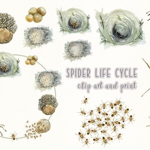 Spider Life Cycle Clip Arts and Print - Etsy