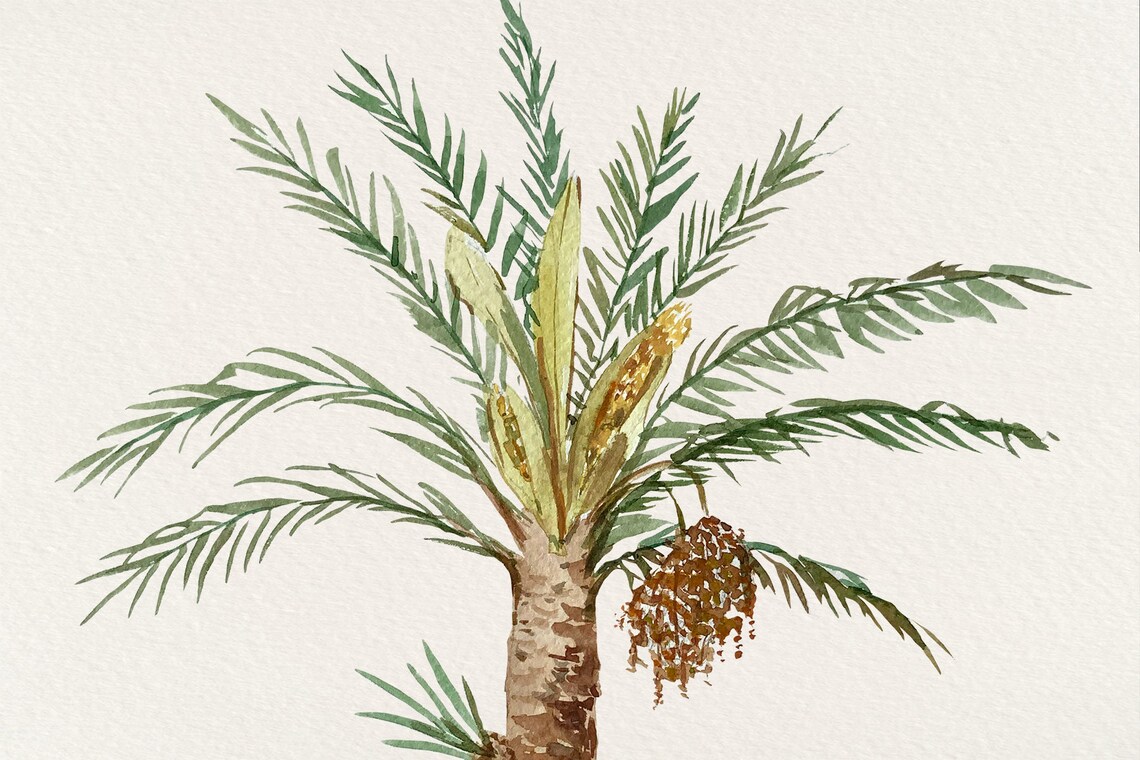 Watercolor Date Palm Clip Art Set - Etsy Canada