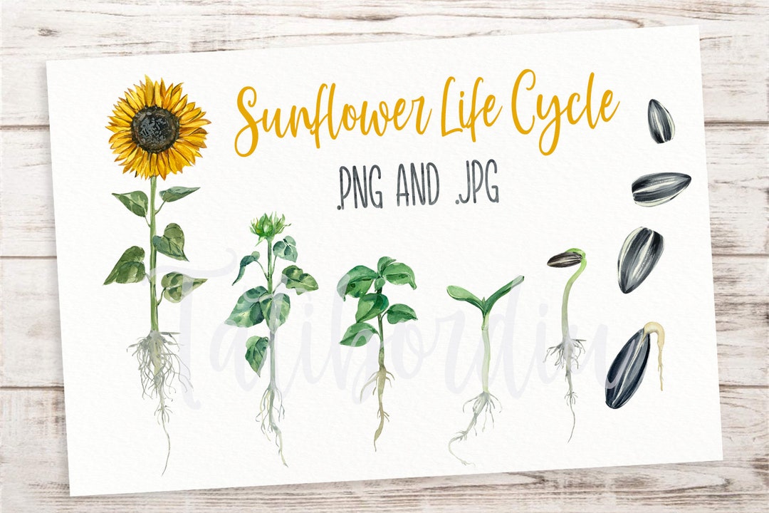 Sunflower Life Cycle Clip Arts and Print - Etsy