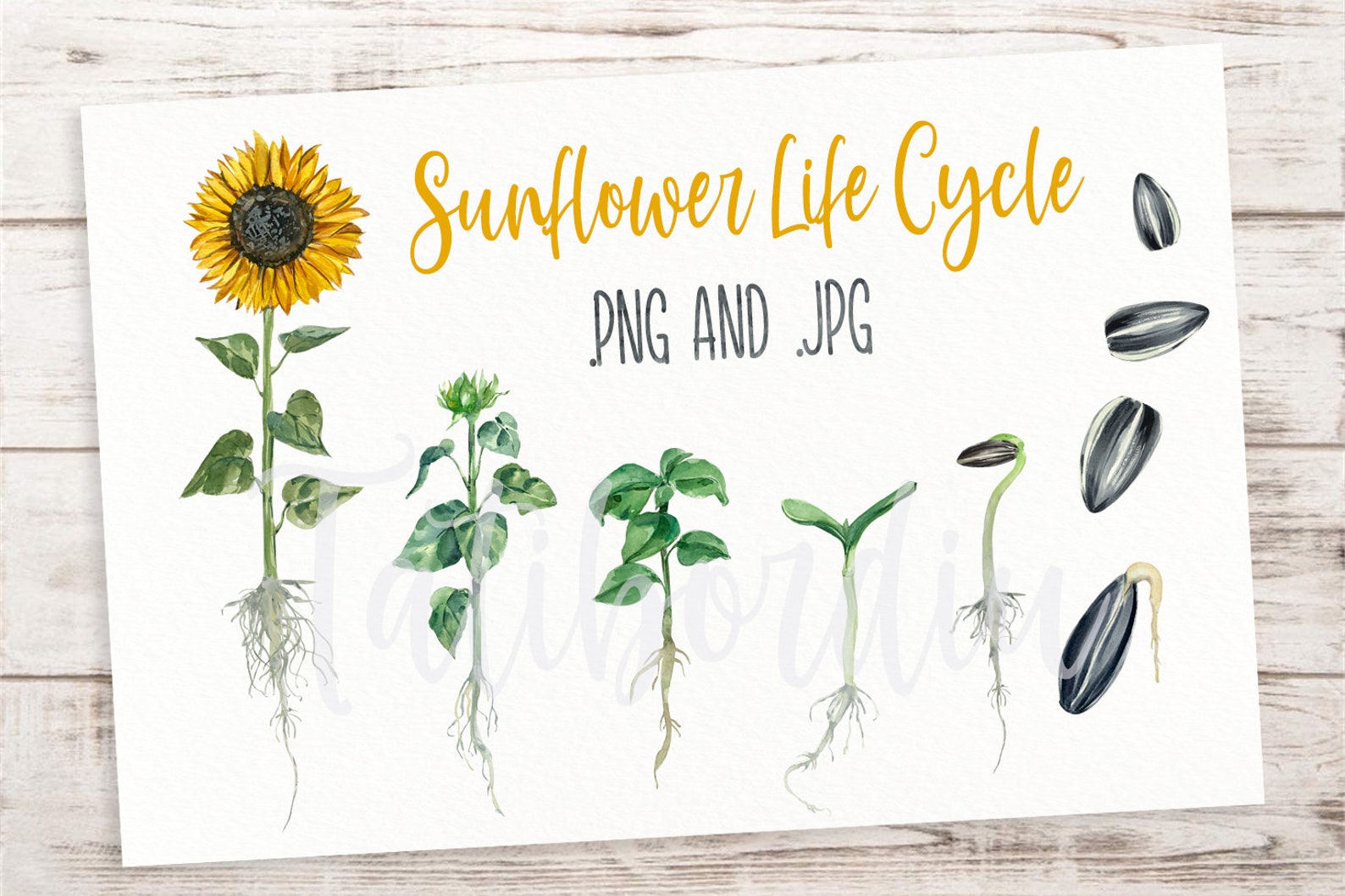 Sunflower Life Cycle Clip Arts and Print - Etsy Israel