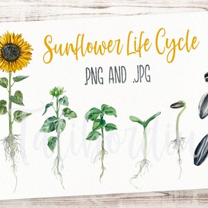 Sunflower Life Cycle Clip Arts and Print - Etsy