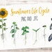 Sunflower Life Cycle Clip Arts and Print - Etsy