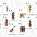 Beetles ABC Flashcards - Etsy