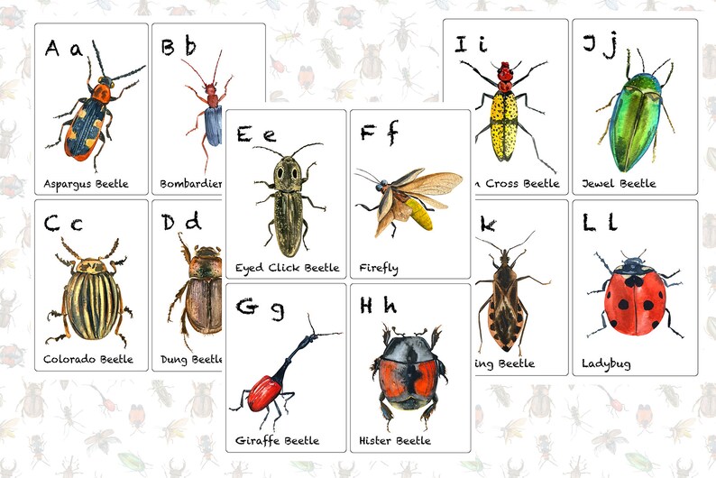 Beetles ABC Flashcards - Etsy