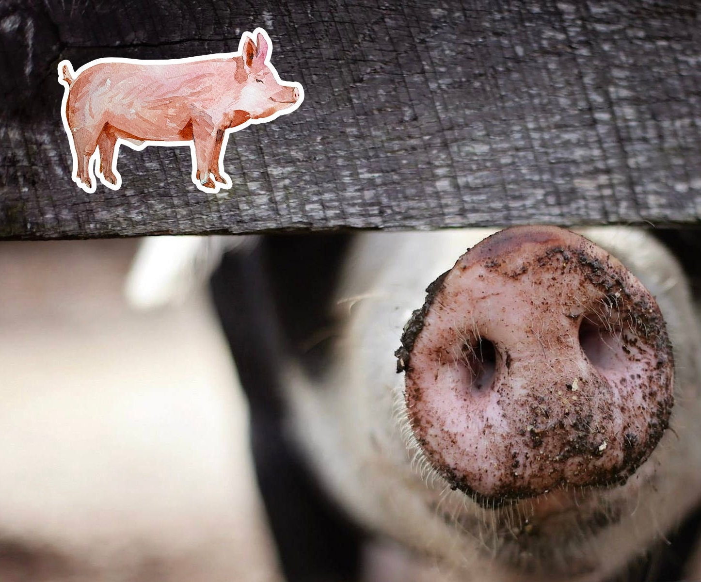 Printable Watercolor Pigs Stickers - Etsy