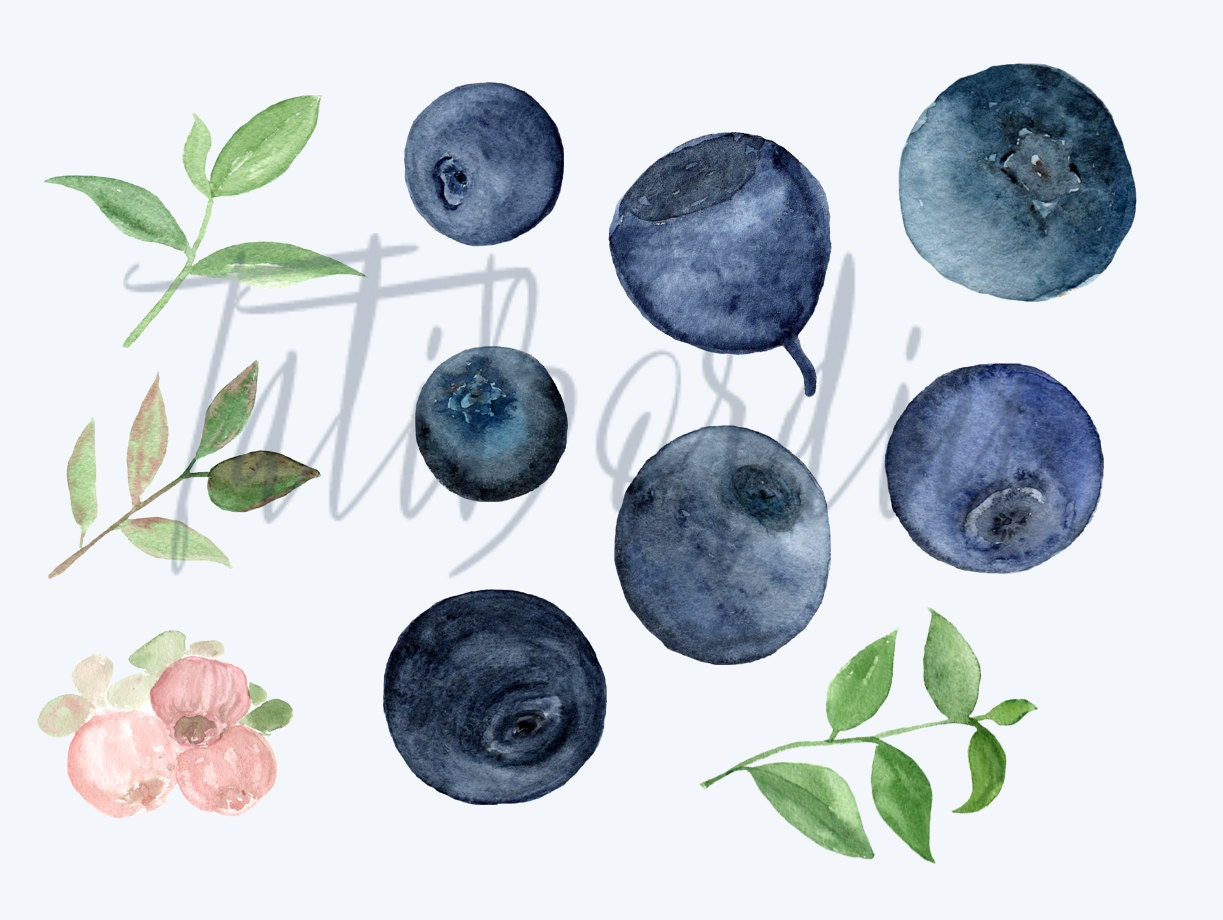 Watercolor Blueberry Clip Art | Etsy