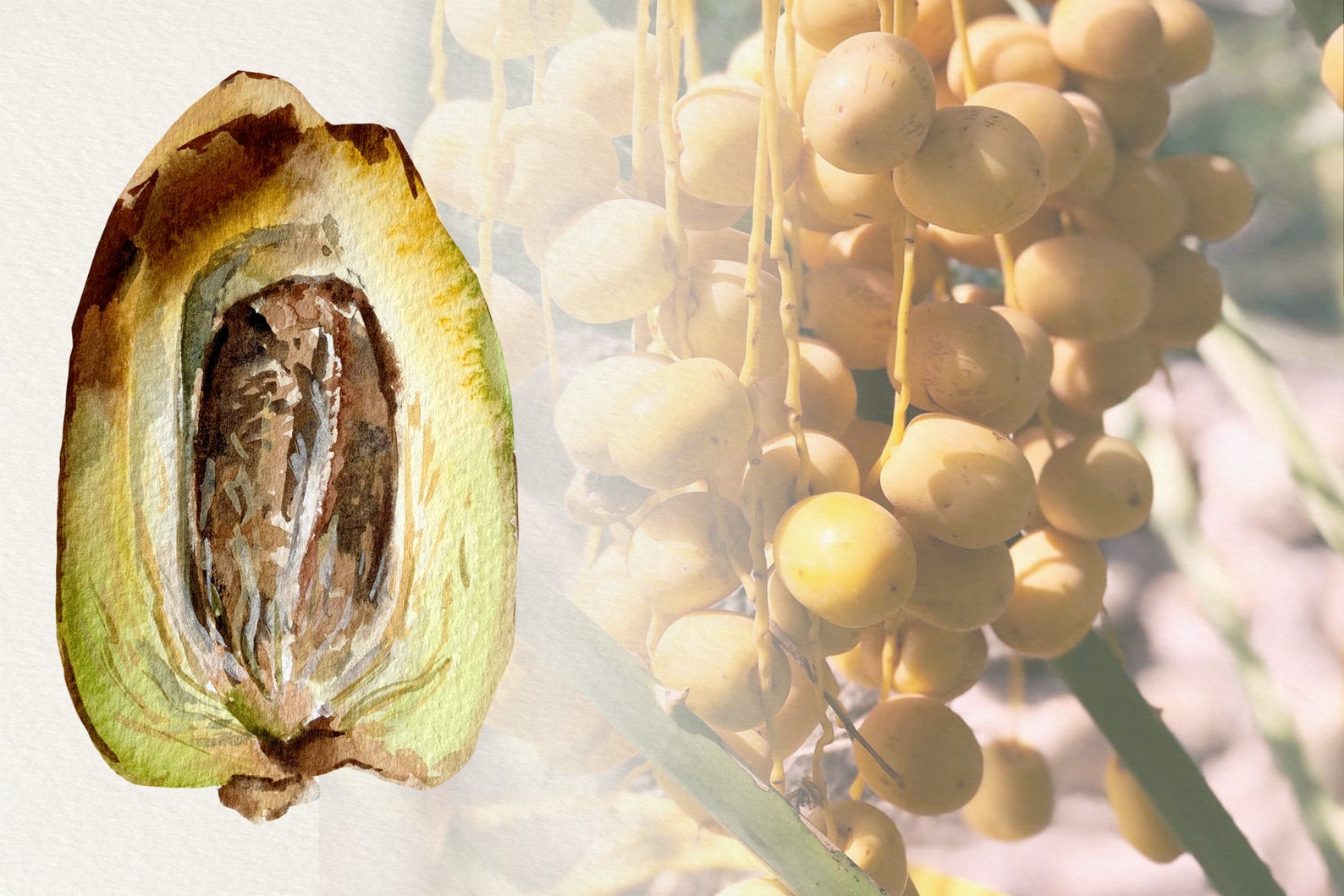 Watercolor Date Palm Clip Art Set | Etsy