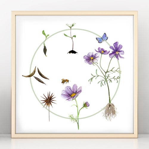 Flower Life Cycle Clip Art and Print | Etsy