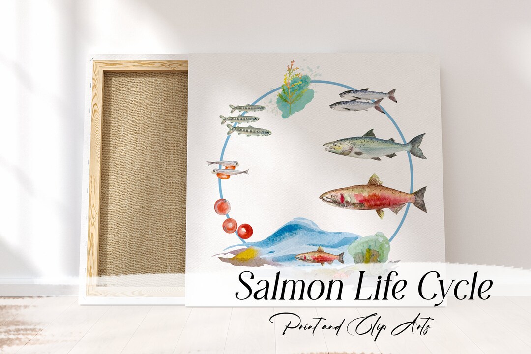 Watercolor Salmon Life Cycle and Clip Arts - Etsy