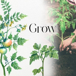 Watercolor Tomato Life Cycle Set - Etsy