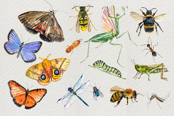 Watercolor Insects Clip Art Set | Etsy