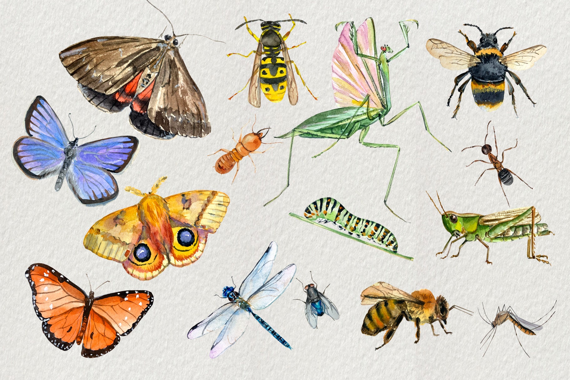 Watercolor Insects Clip Art Set - Etsy