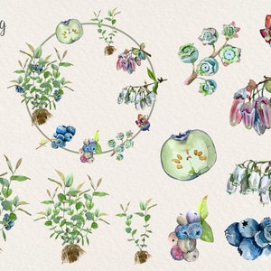 Blueberry Life Cycle Clip Arts and Print - Etsy